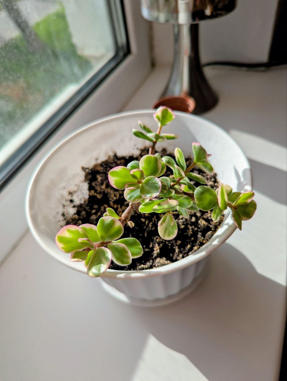 Ответ на пост «Конкурс: как проходят ваши майские?» | Пикабу