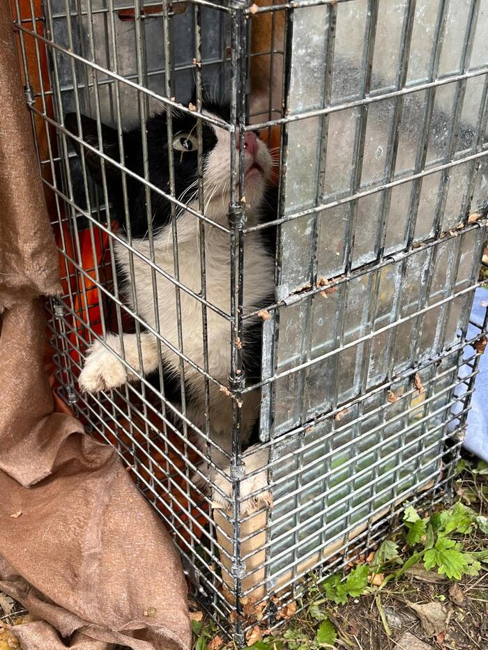 Сегодня поймали ещё одну кошку. Санкт Петербург - 06.10.25 23:00 | Пикабу